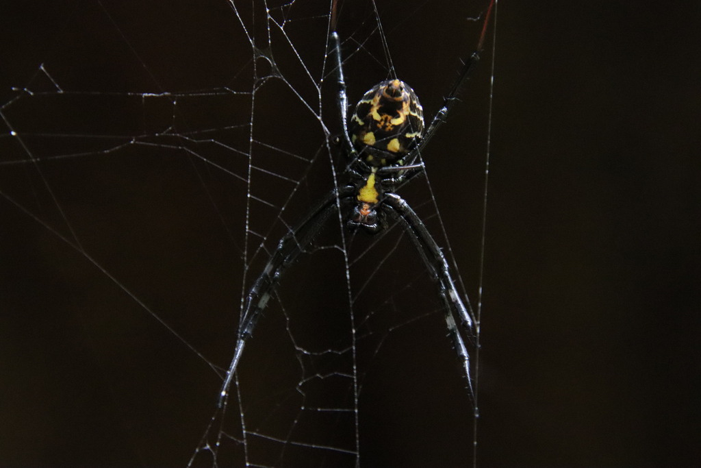 Asian Hermit Spider from 51 Imbiah Rd, Singapore 099702 on November 26 ...