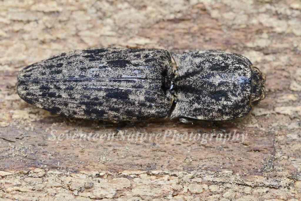 Cryptalaus sordidus from 中国南京市玄武区 on December 14, 2022 at 11:30 PM by ...