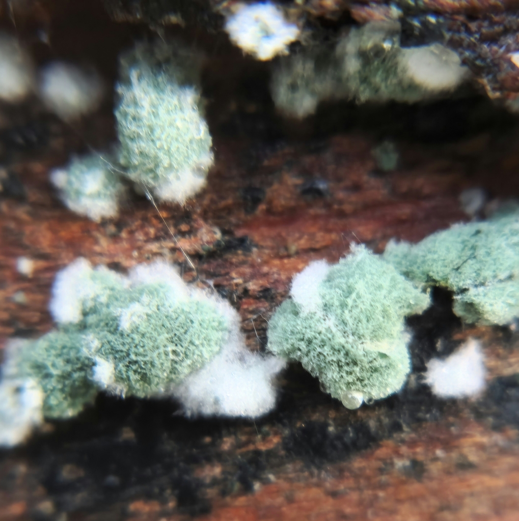 Trichoderma viride in December 2022 by Kate Calderwood. Alder wood ...