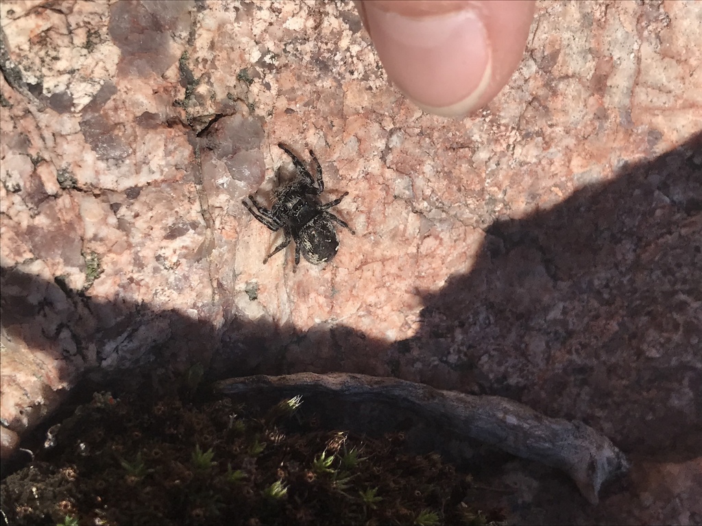 Boreal Tufted Jumping Spider from Halfway Lake Provincial Park, , ON ...