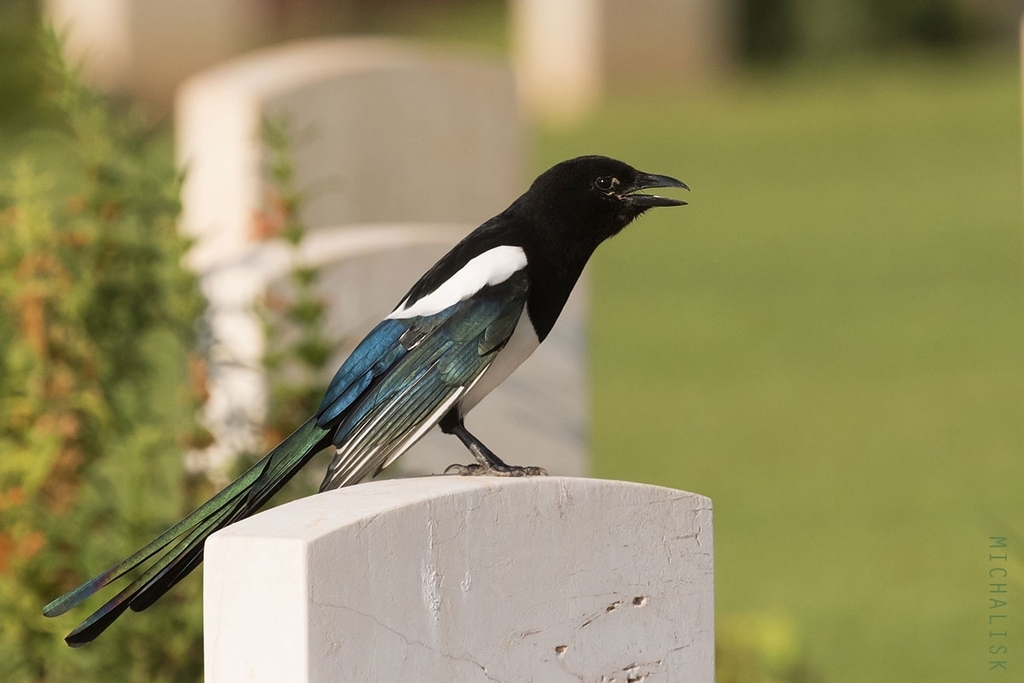 Eurasian Magpie from ΝΕΡΑΙΔΑ, Άλιμος 174 55, Ελλάδα by Manolis Tsoulos ...