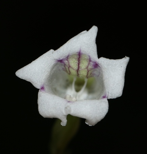 Strobilanthes deflexa · iNaturalist