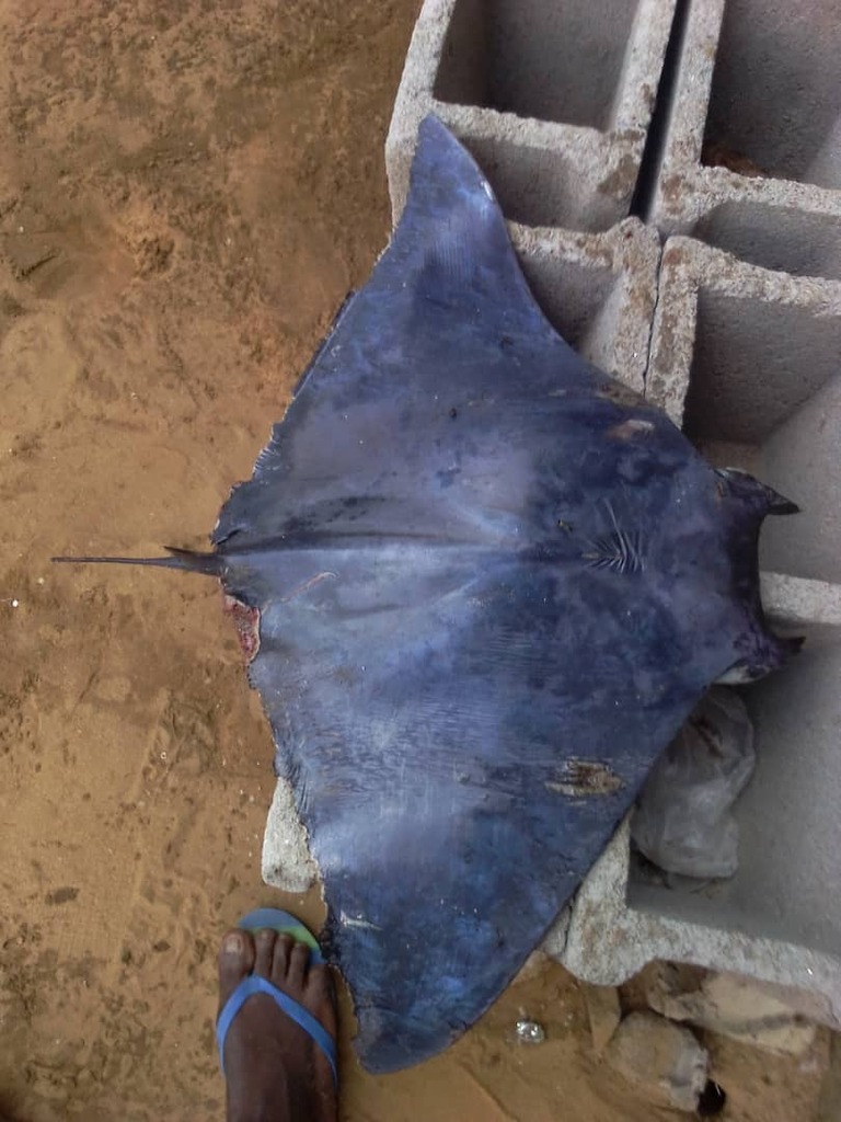 Atlantic Pygmy Devil Ray in November 2022 by Siren Sighting Network ...