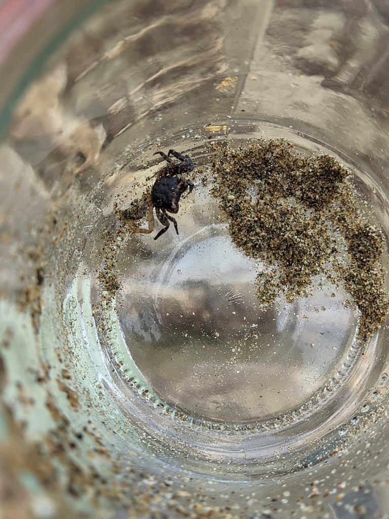 Mangrove Tree Crab from Las Gordas (D. M.)., 33000, República ...