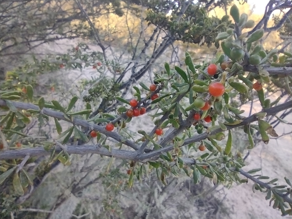 Condalia from 98280 Zac., México on December 15, 2022 at 05:10 PM by ...