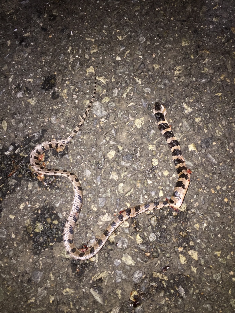 Oriental Odd-tooth Snake from 49, Sanda-Shi, Hyogo, JP on September 11 ...