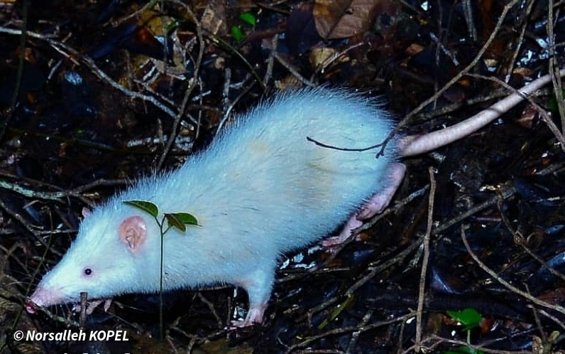 Moonrat from Kampung Perpanduan Datuk Moh, 90000 Kinabatangan, Sabah ...