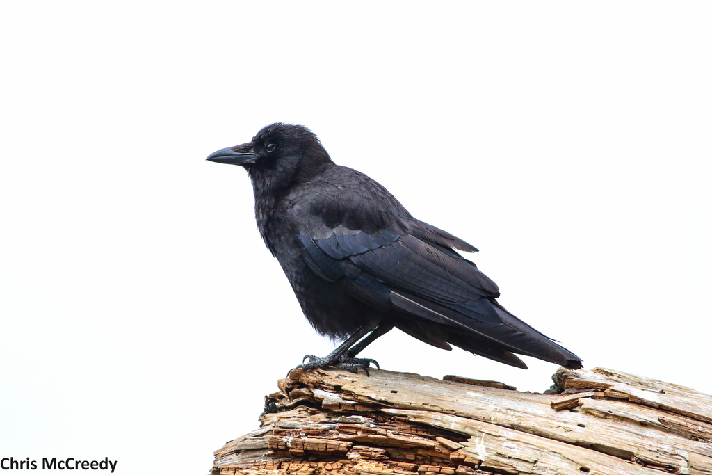 Northwestern Crow from Clallam County, WA, USA on August 10, 2016 at 12 ...