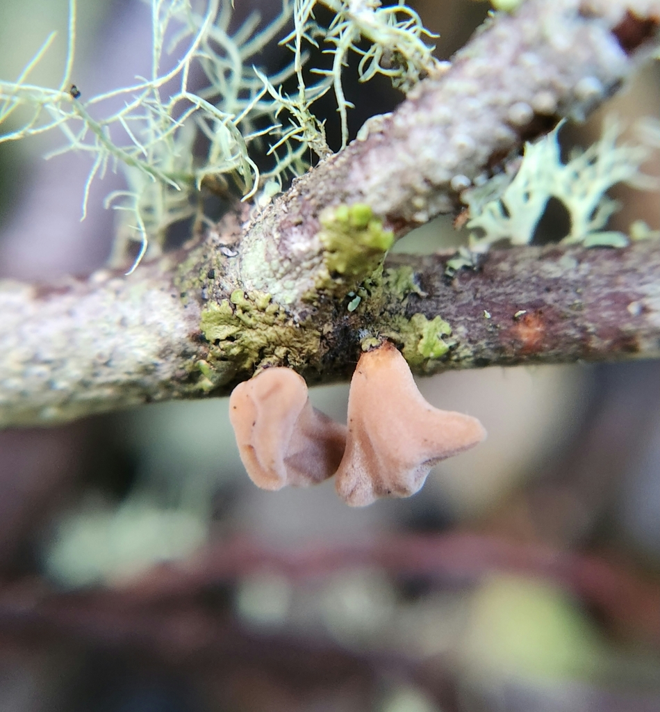 contorted pipe club from Langley, WA 98260, USA on December 16, 2022 at ...