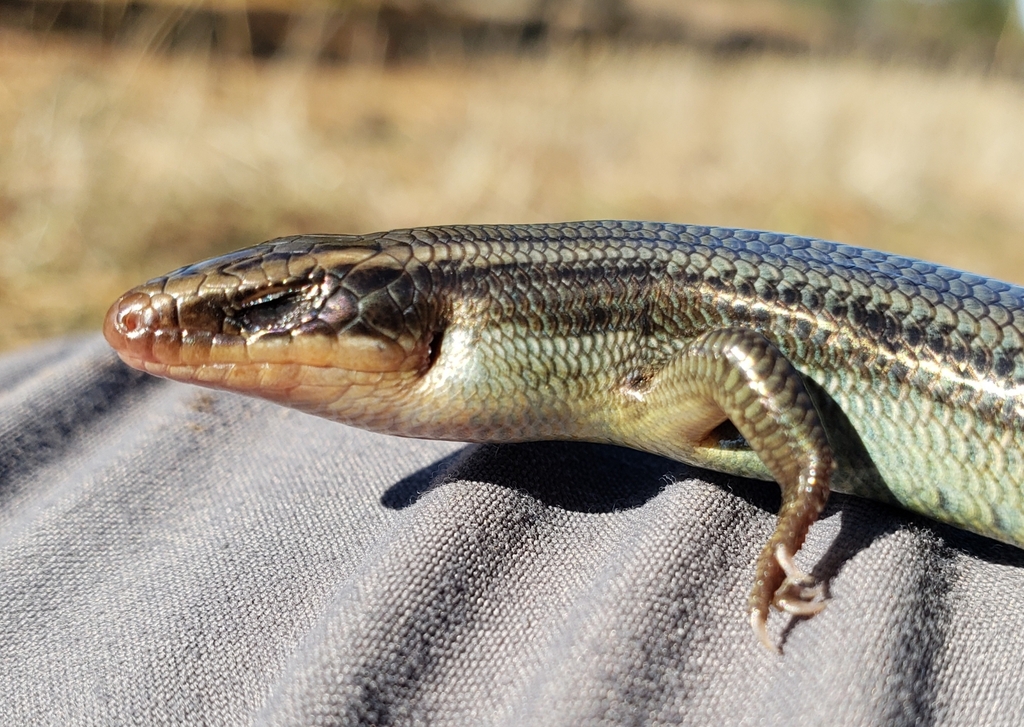 Gilbert's Skink from Coulterville, CA 95311, USA on December 16, 2022 ...