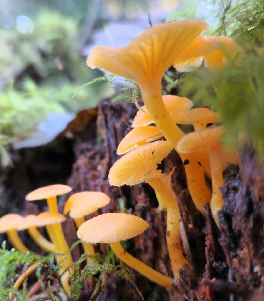 Orange Chrysomphalina from Langley, WA 98260, USA on December 16, 2022 ...