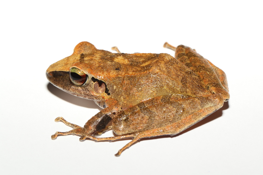 Longsnout Robber Frog from El Carmen, Ecuador on December 6, 2019 at 02 ...