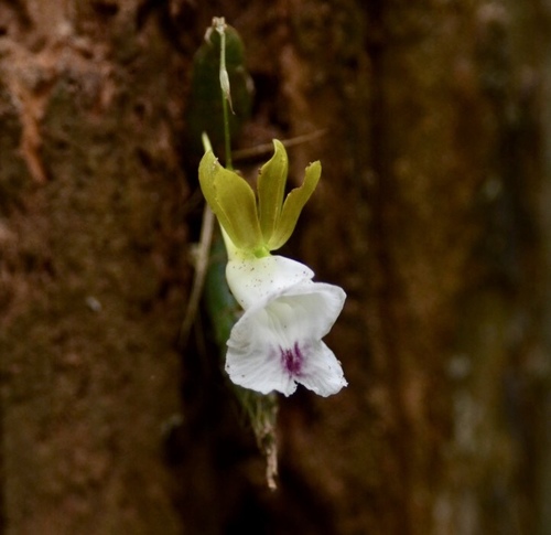 Galeandra santarena · iNaturalist