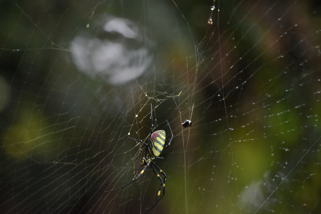 Joro Spider from Formosan Aboriginal Culture Village on December 17 ...