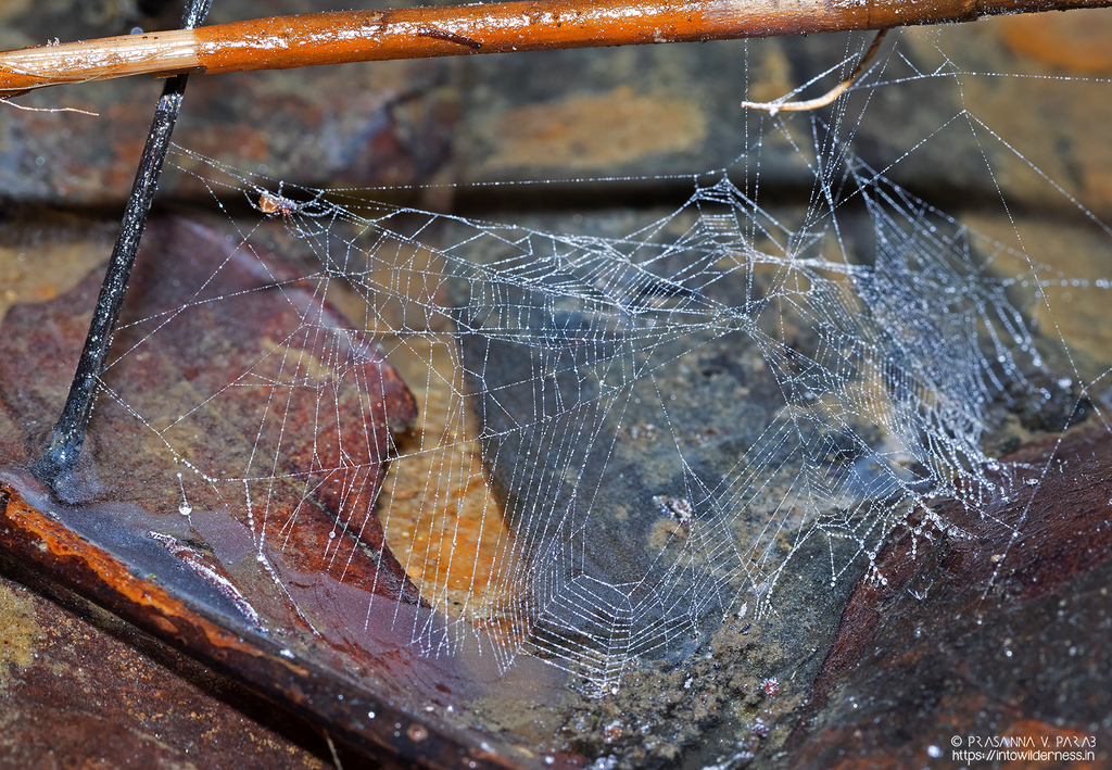 Anapid Spiders in January 2020 by Prasanna Parab. Spider is seen on the ...
