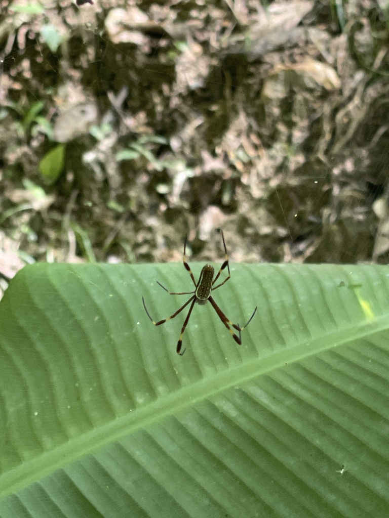 Golden Silk Spider from Trinidad, Trinidad and Tobago, TT on December ...