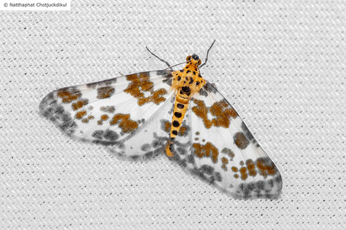 Ozola picaria · iNaturalist