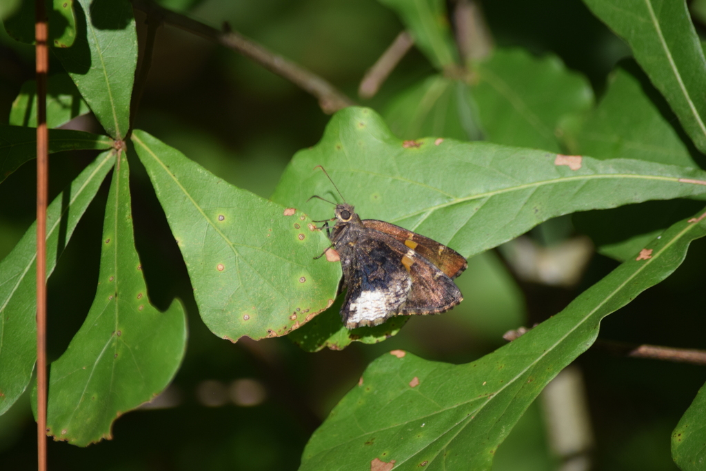 Hoary Edge from 4542 Silver Bluff Rd, Jackson, SC 29831, USA on July 16 ...