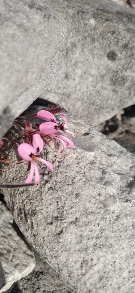 Feather-red Storksbill from Cape Peninsula, Cape Town, South Africa on ...