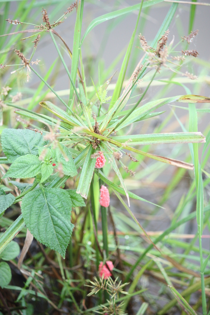 Channeled Apple Snail from 台灣宜蘭縣 on October 19, 2022 at 01:54 AM by ...