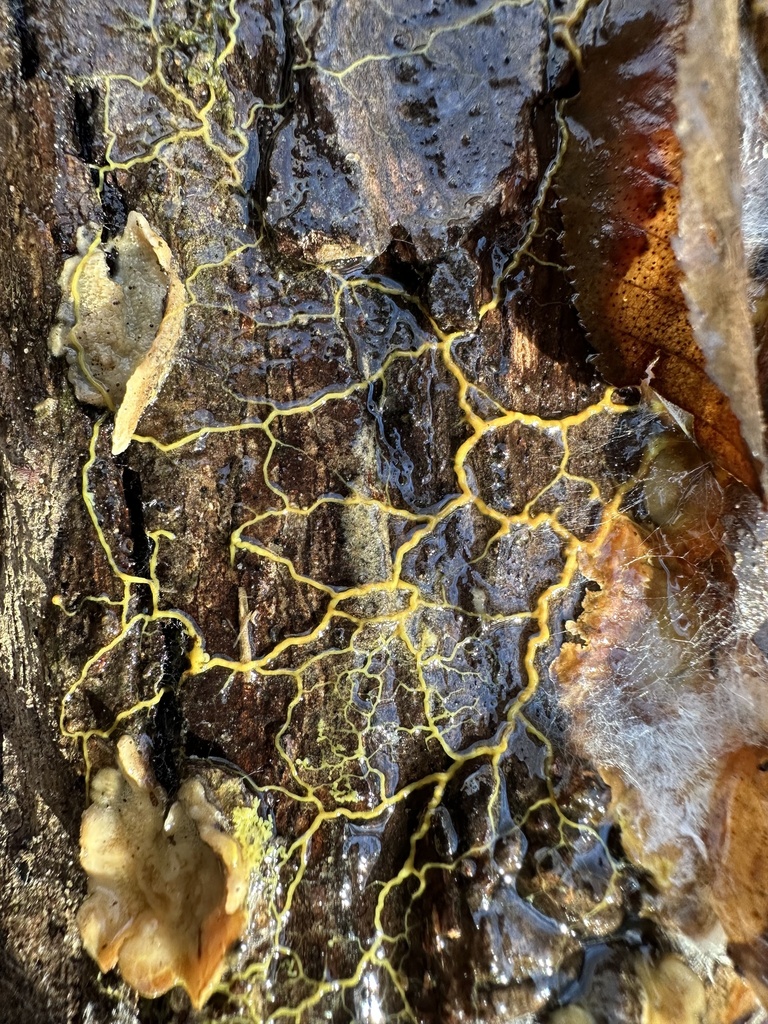 Physaraceae from Meeman-Shelby Forest State Park, Memphis, TN, US on ...