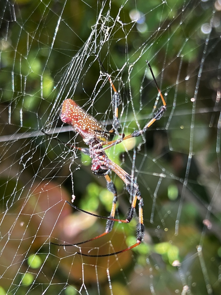 Golden Silk Spider from Haulover Park, North Miami Beach, FL, US on ...