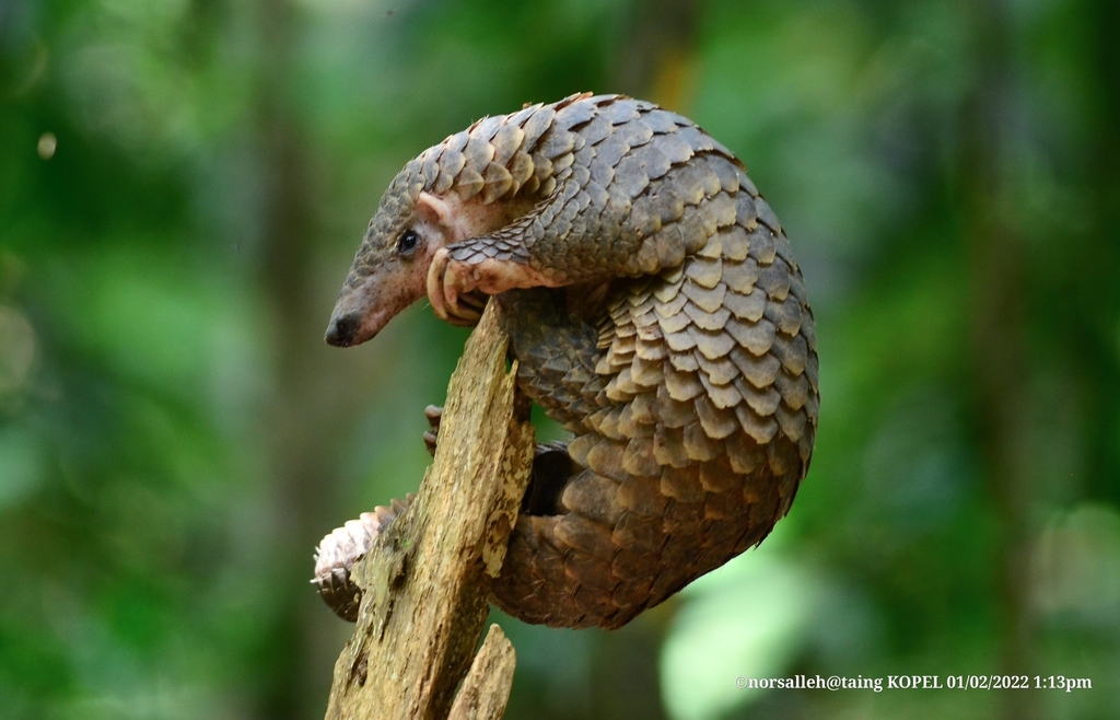 Sunda Pangolin in February 2022 by Norsalleh Taing · iNaturalist