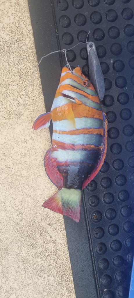 Harlequin Tuskfish on June 26, 2022 at 07:29 AM by pillboxhat · iNaturalist