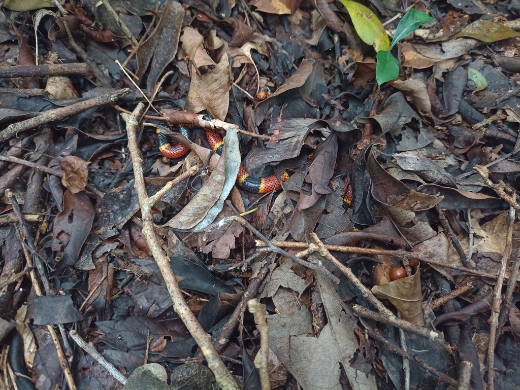 Micrurus diastema apiatus from 77943 Q.R., México on December 16, 2022 ...