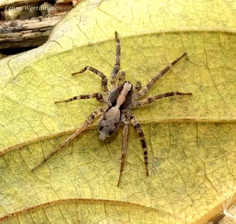 Leopard Spider from Nam Tok Chan Ta Then Chonburi Thailand on November ...