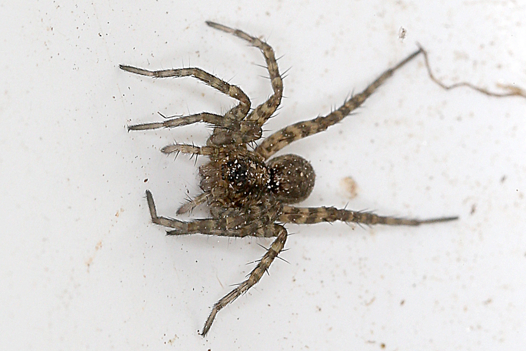 Thin-legged Wolf Spiders from Austria, Styria, Altarm Hainersdorf, T18 ...