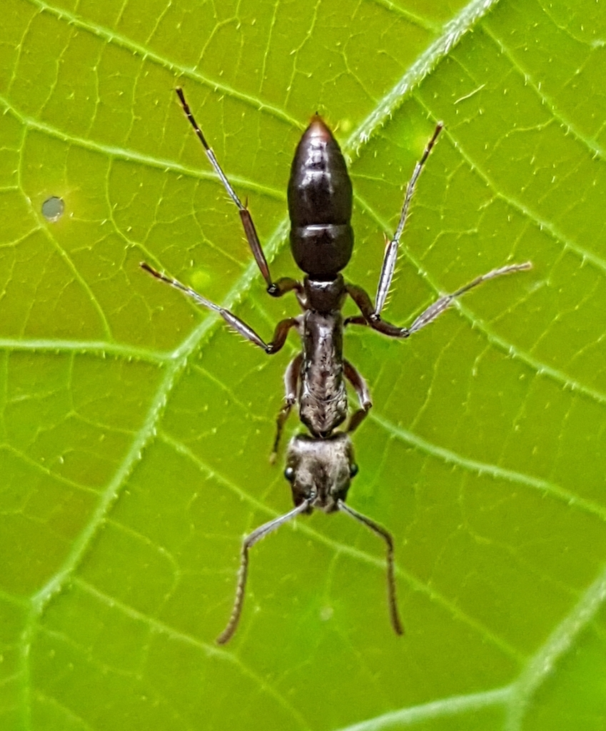 Crenata-group Panther Ants from Santa Teresa - ES, Brasil on December ...