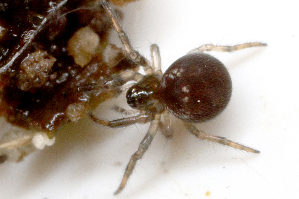 Araneoid Spiders from Austria, Styria, Altarm Hainersdorf, T18 on ...