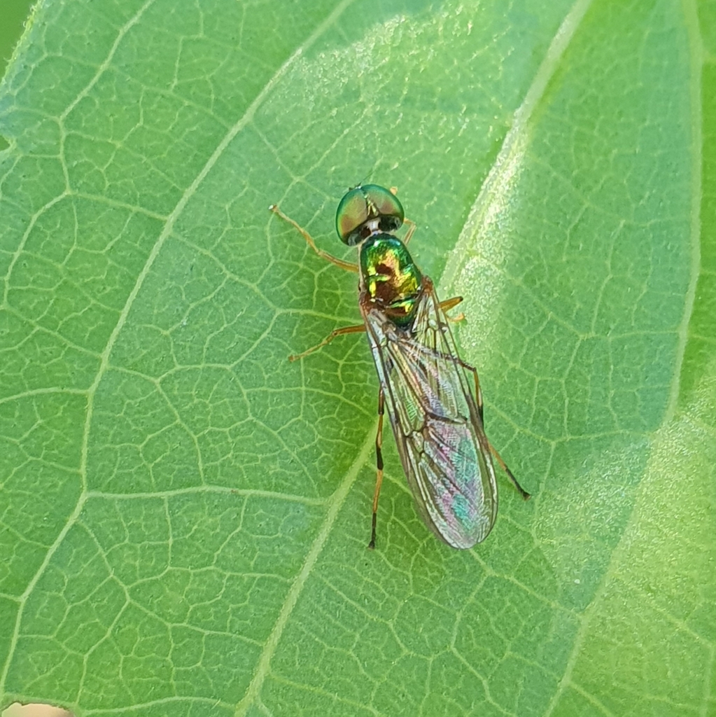 Sargus from Ne - B, Alta Floresta - MT, 78580-000, Brasil on December ...