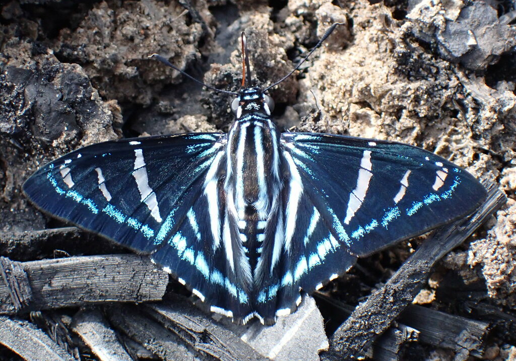 Metrodorus Skipper from Quito, Pichincha, Ecuador on December 17, 2022 ...