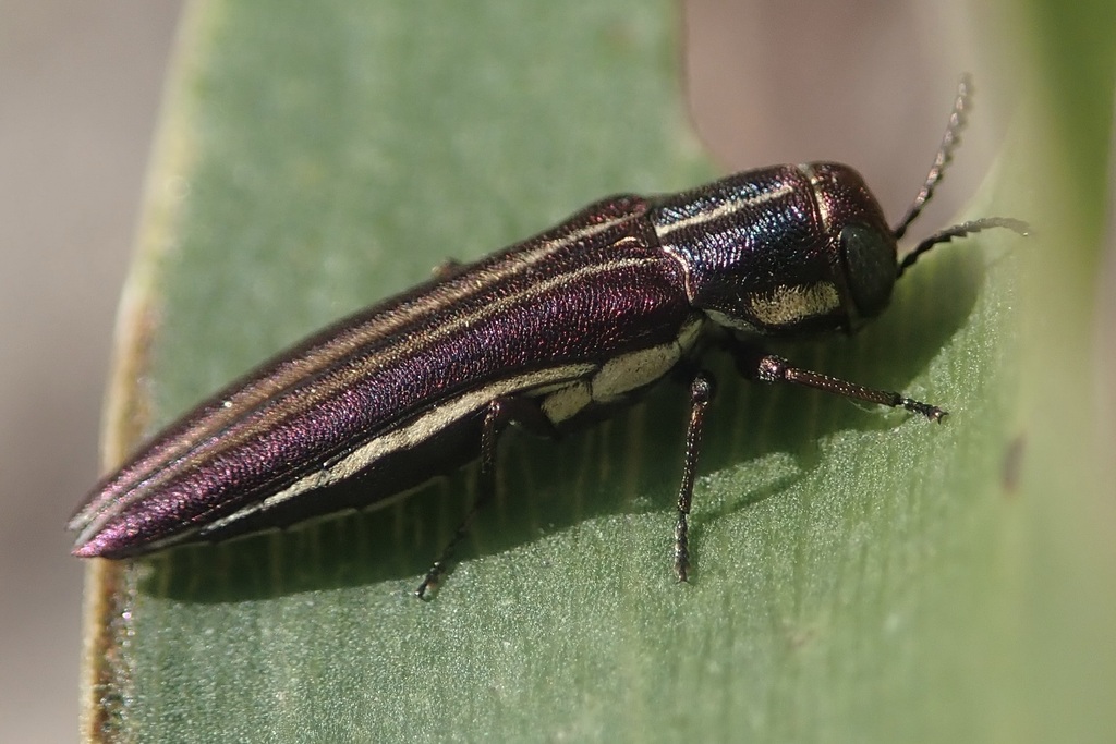 Winged and Once-winged Insects from Walligan QLD 4655, Australia on ...