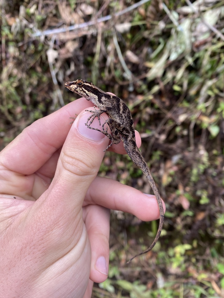 Swift Anole from Calle Providencia, Dota, San Jose, CR on December 16 ...