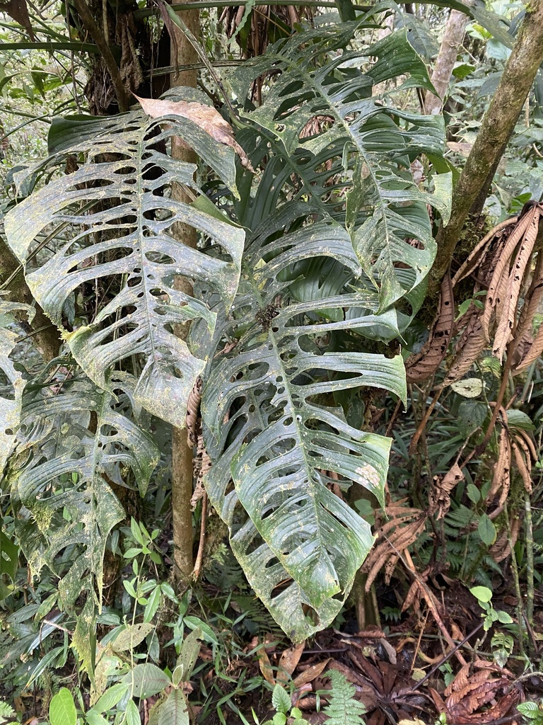 Monstera oreophila from Perez Zeledon, San Jose, CR on December 18 ...