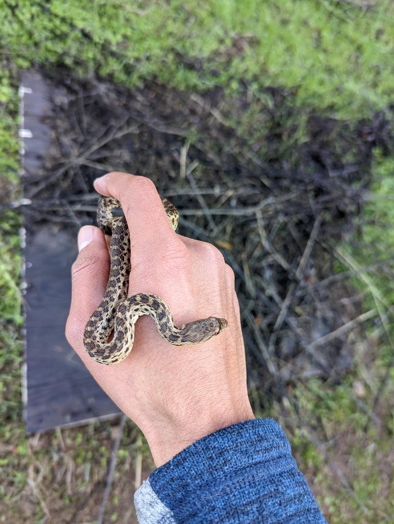 Pacific Gopher Snake from Cupertino, CA, USA on December 18, 2022 at 03 ...