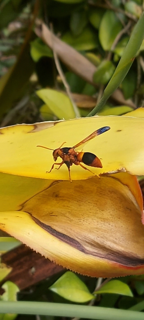 Insects in December 2022 by Donovan Lawrence · iNaturalist