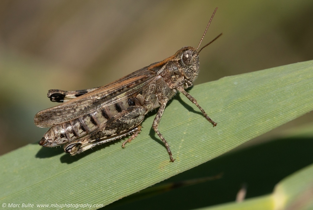 Small Blue-legged Grasshopper in September 2019 by Marc Bulte · iNaturalist