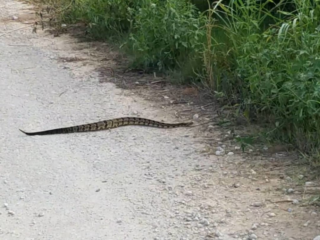 Timber Rattlesnake from Fannin County, TX, USA on September 12, 2018 at ...