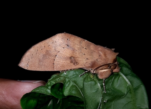 Hapigia raatzi · iNaturalist