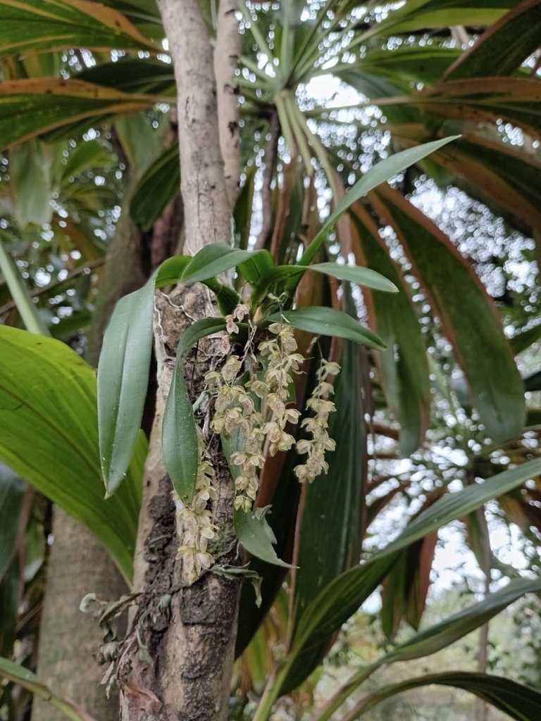 Leochilus oncidioides from Fortín, Ver., México on December 18, 2022 at ...