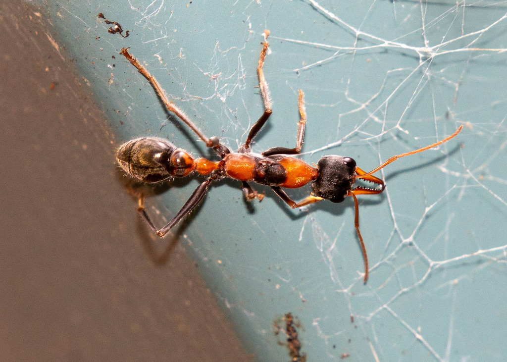 Jumping Jack Ant from Somersby NSW 2250, Australia on December 19, 2022 ...