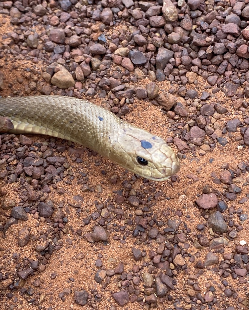 Central Ranges Taipan in October 2022 by Damian C Lettoof · iNaturalist