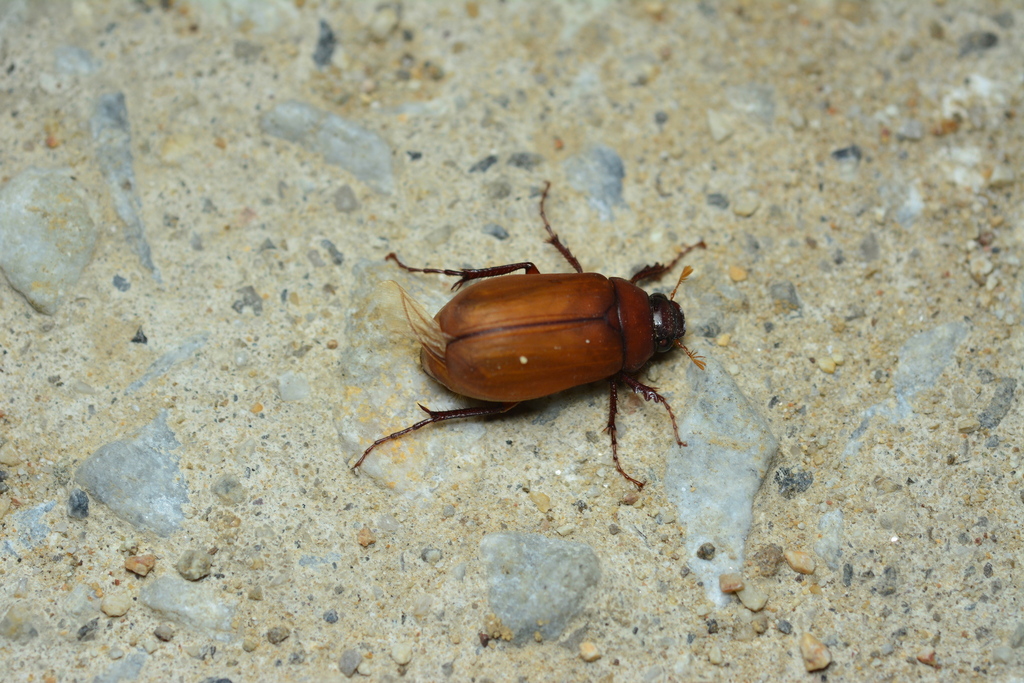 Hilyotrogus bicoloreus from 대한민국 경상북도 울진군 원남면 on July 23, 2022 at 08:53 ...