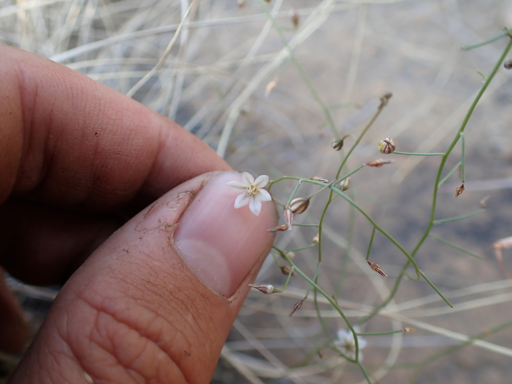 Fine African Squill from Bojanala Platinum District Municipality, South ...