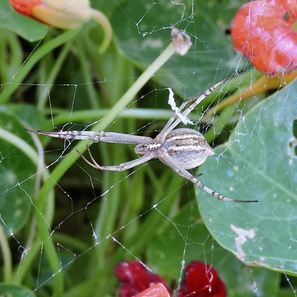 Tailed Forest Spider from Hunter Rd, Nildottie, SA, AU on December 19 ...