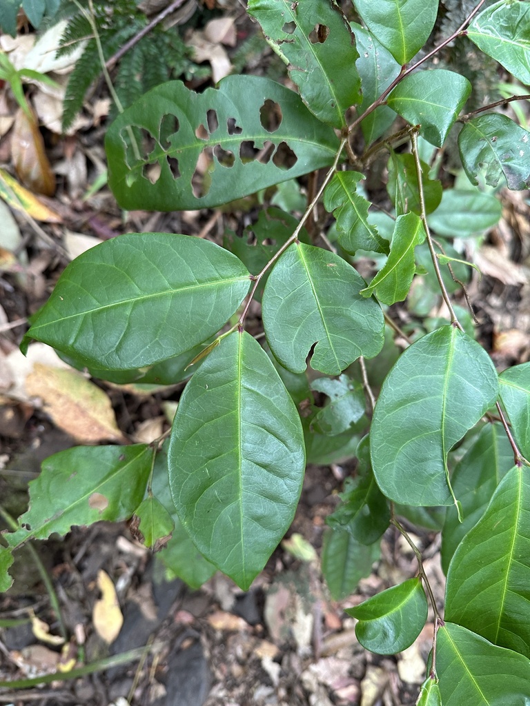Cheese Tree from Tamborine National Park, Tamborine Mountain, QLD, AU ...